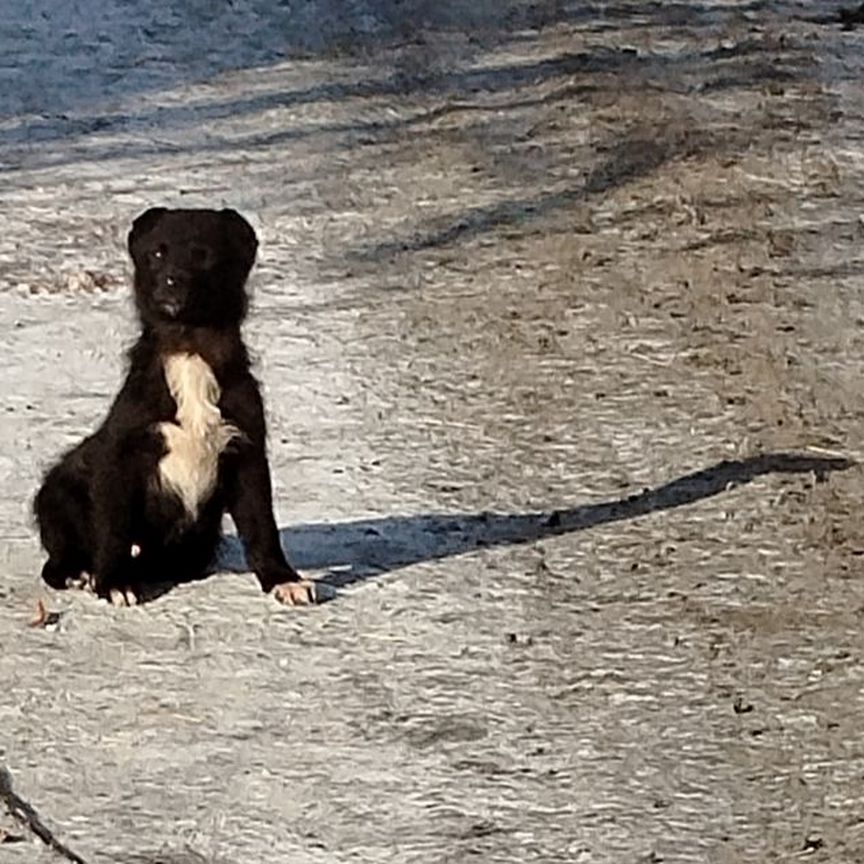 Щенок в добрые руки