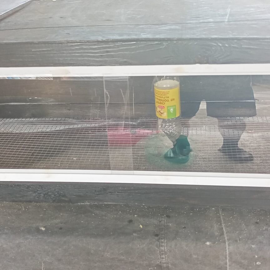 Продам Брудер