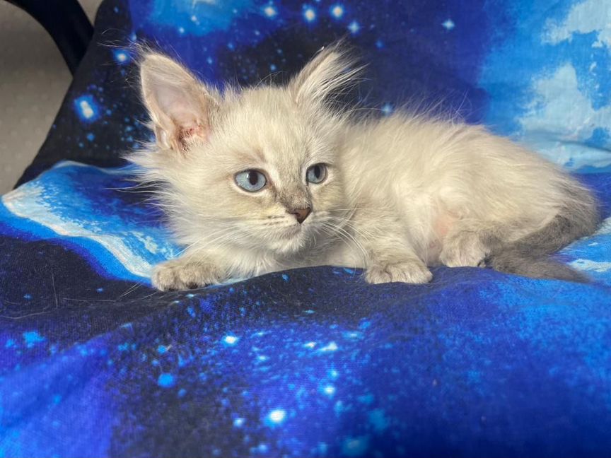 Невская маскарадная из питомника