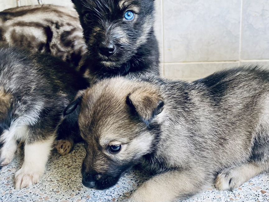 Щенки сибирской хаски