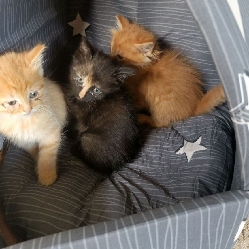 Котята в добрые руки