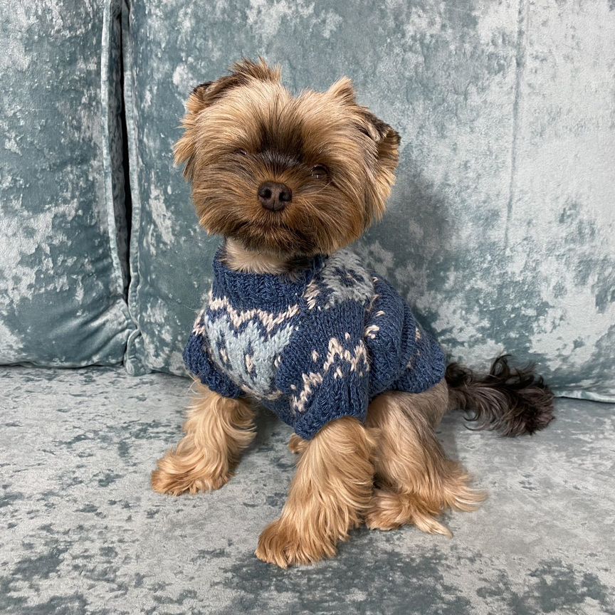 Вязаная одежда для собак мелких пород