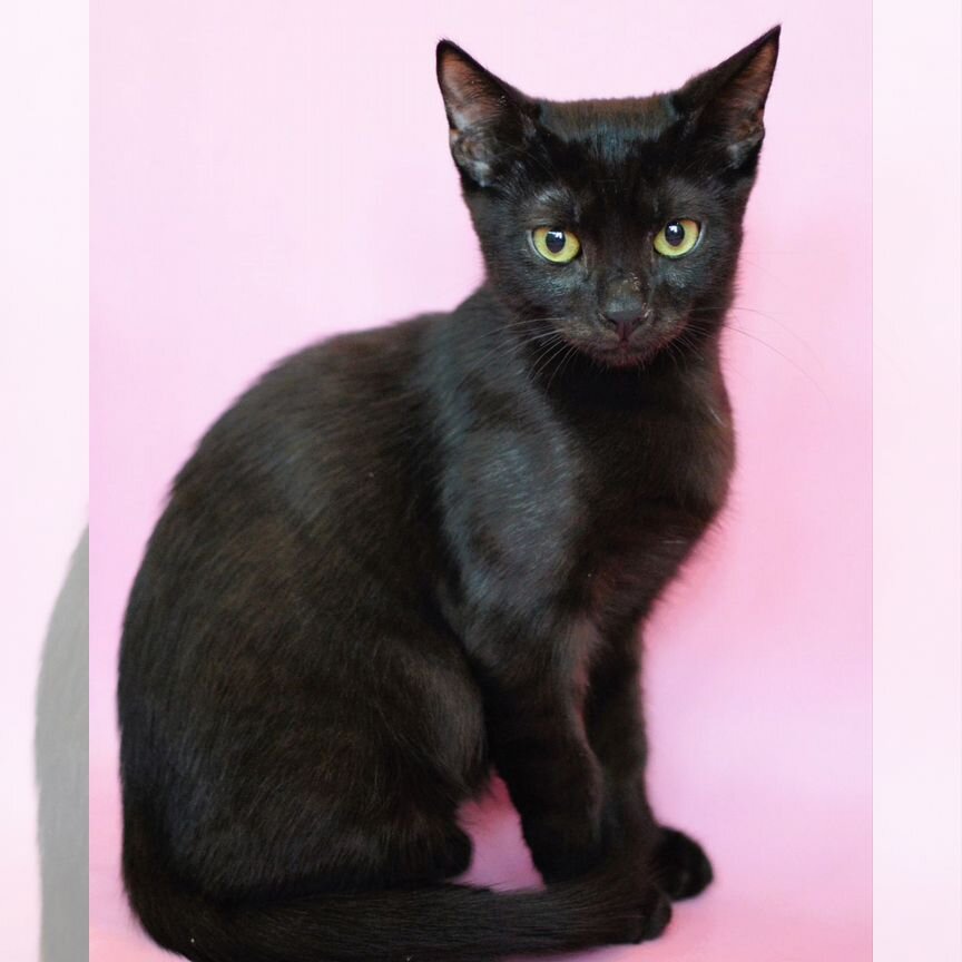 Бомбейский котёнок