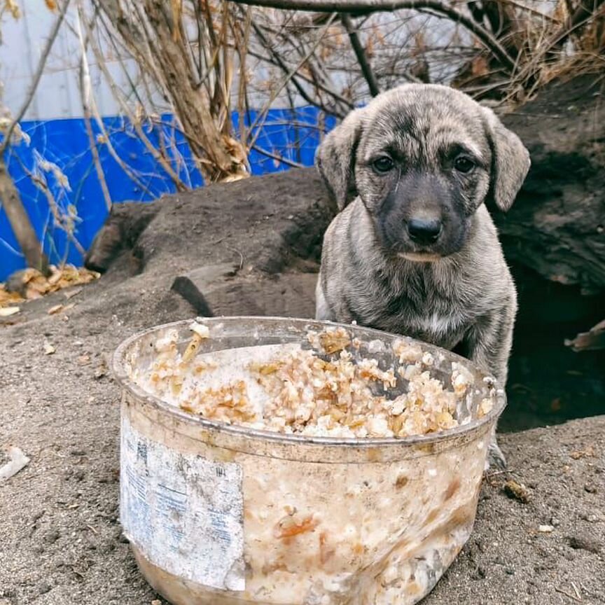 8 Щенков замерзают на улице в добрые руки