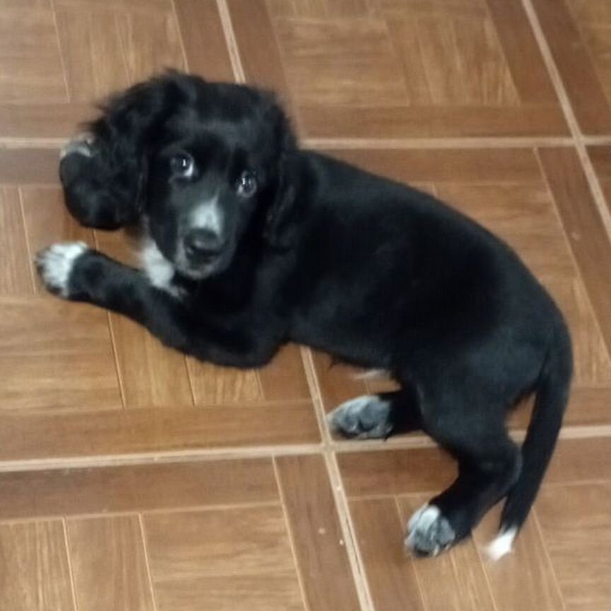 Русский охотничий спаниель, щенок