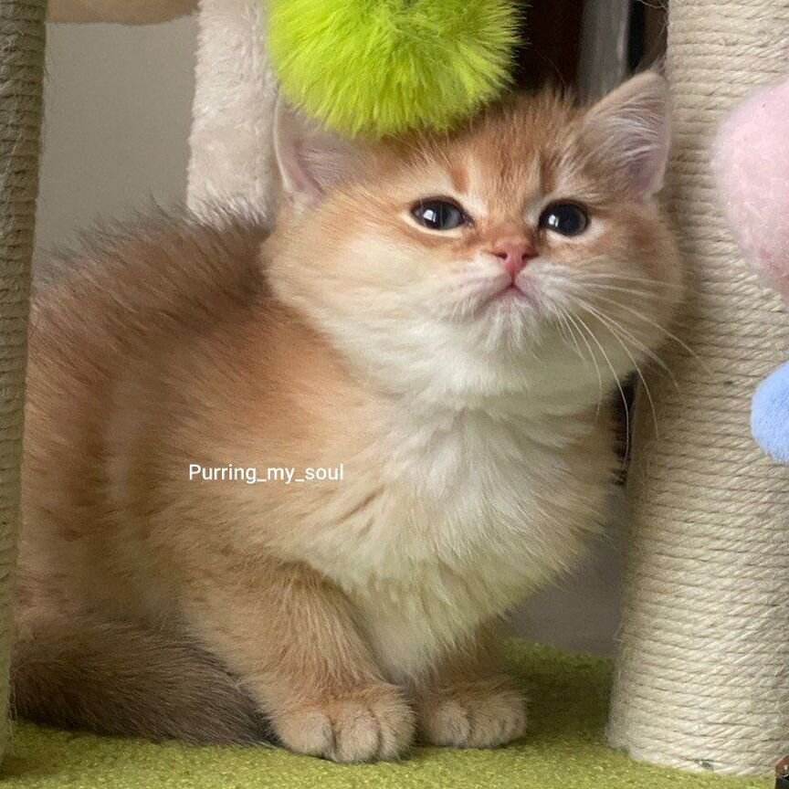 Британский короткошёрстный котёнок