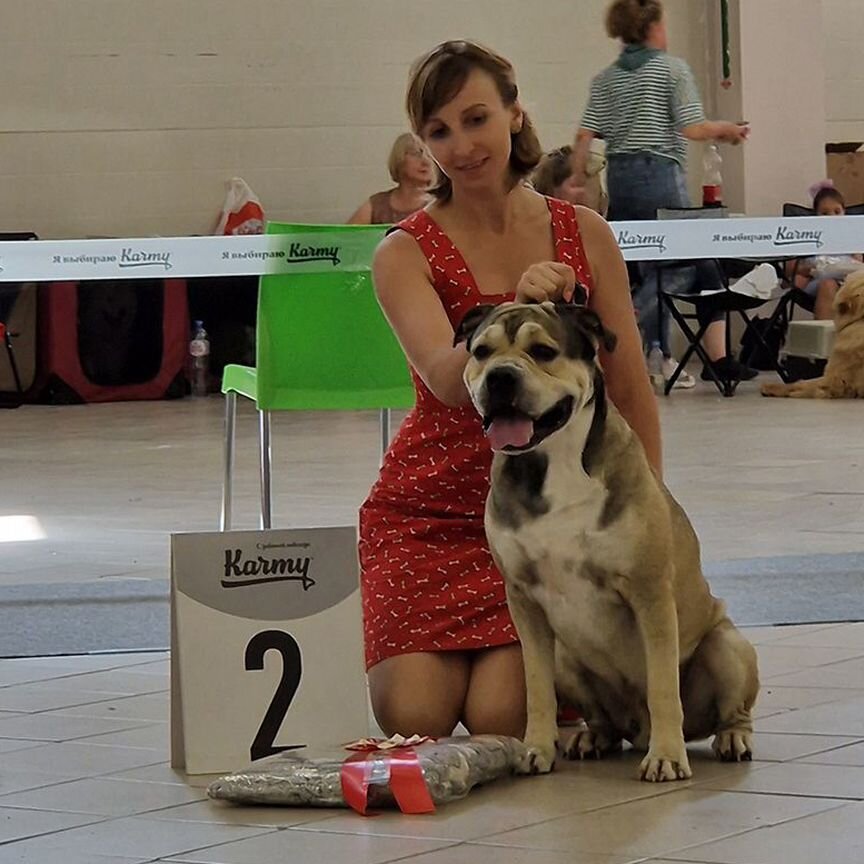 Майорский мастиф (Ка-де-бо) кобель для вязки