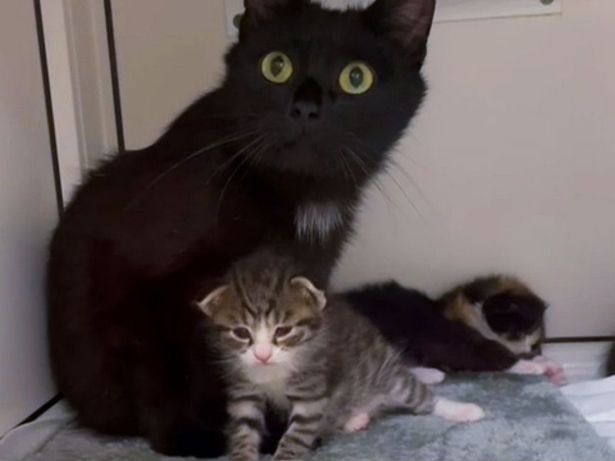 Кошка с котятами нужна передержка