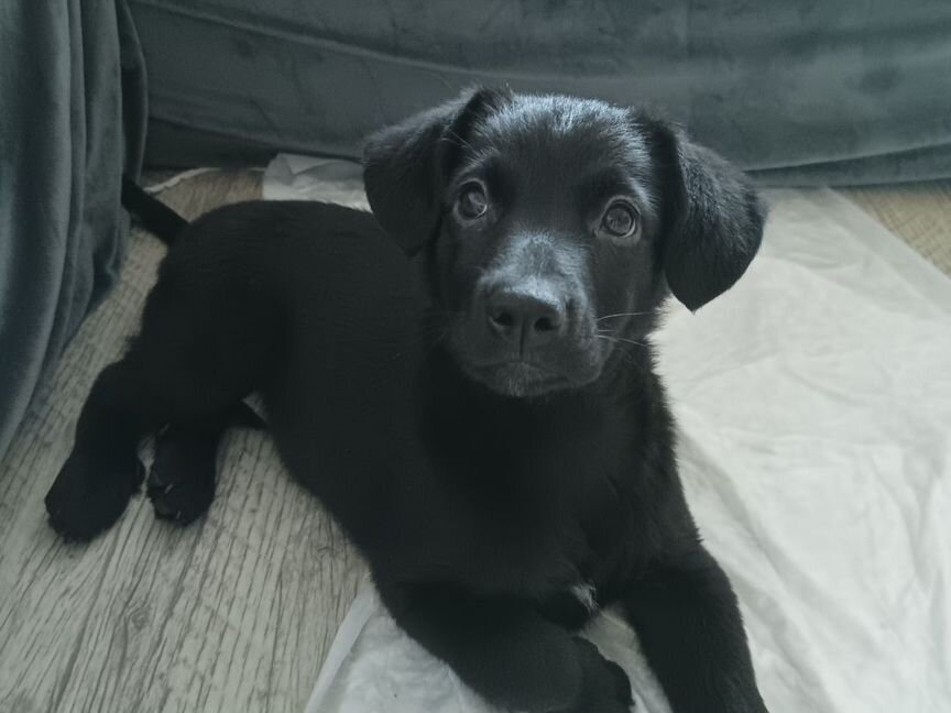 Собачка ищет дом