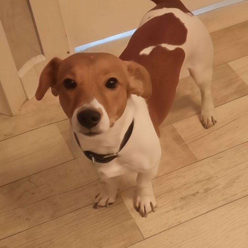 Джек-рассел-терьер, щенок