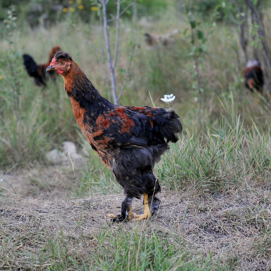 Декоративный петух