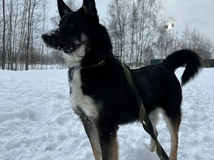 Геша ищет дом