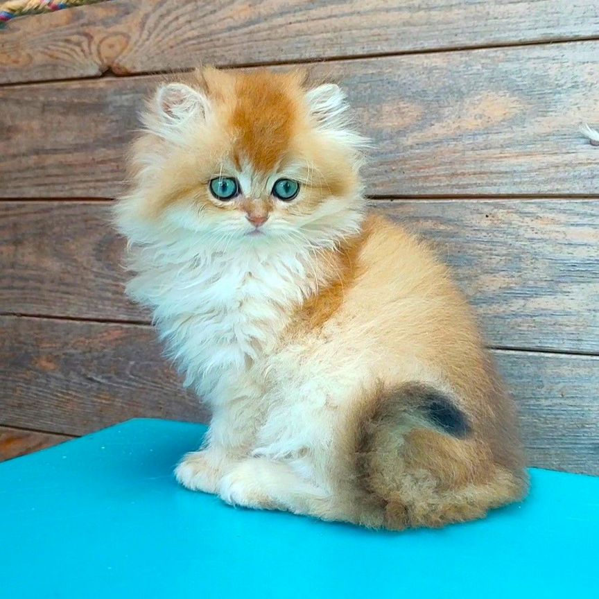 Британская золотая кошечка