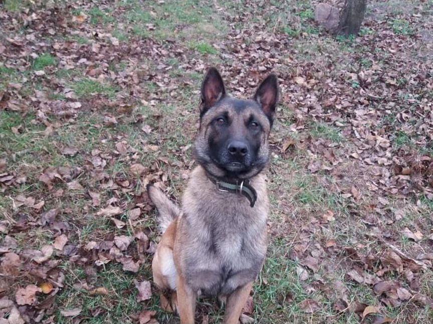 Кобель для вязки