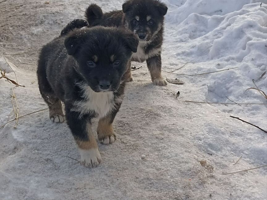 Собаки щенки