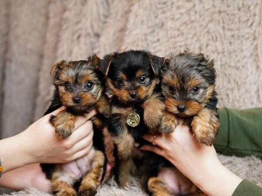 Маленькие малыши Ирков