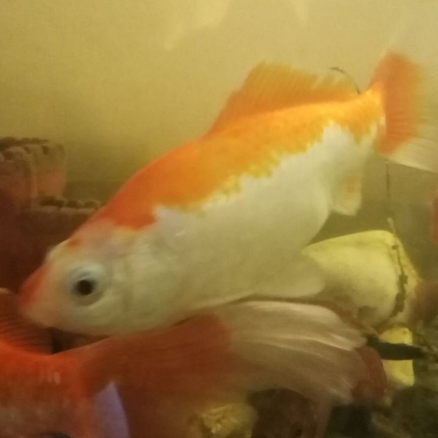 Золотая рыбка комета