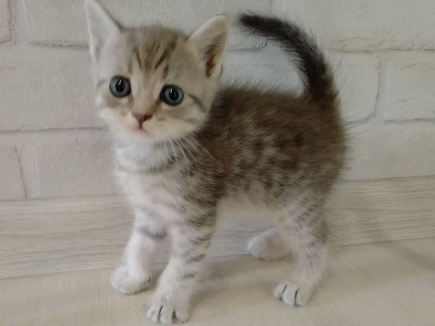 Британские котята