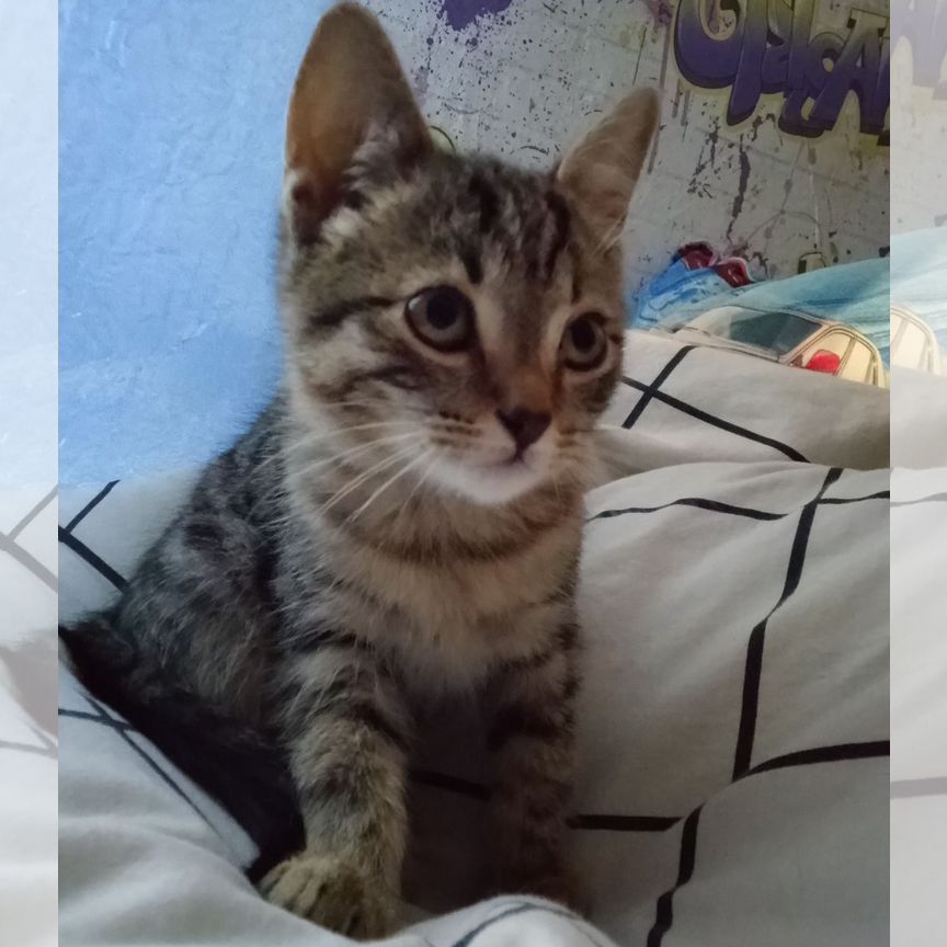 Манчкин котёнок