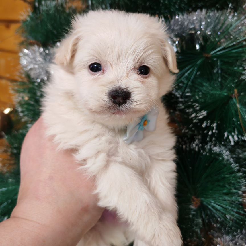 Мальтипу, щенок