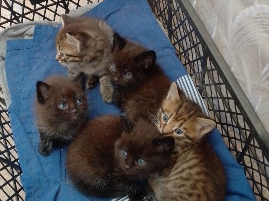 Котята в добрые руки 1 месяц кушать умеют