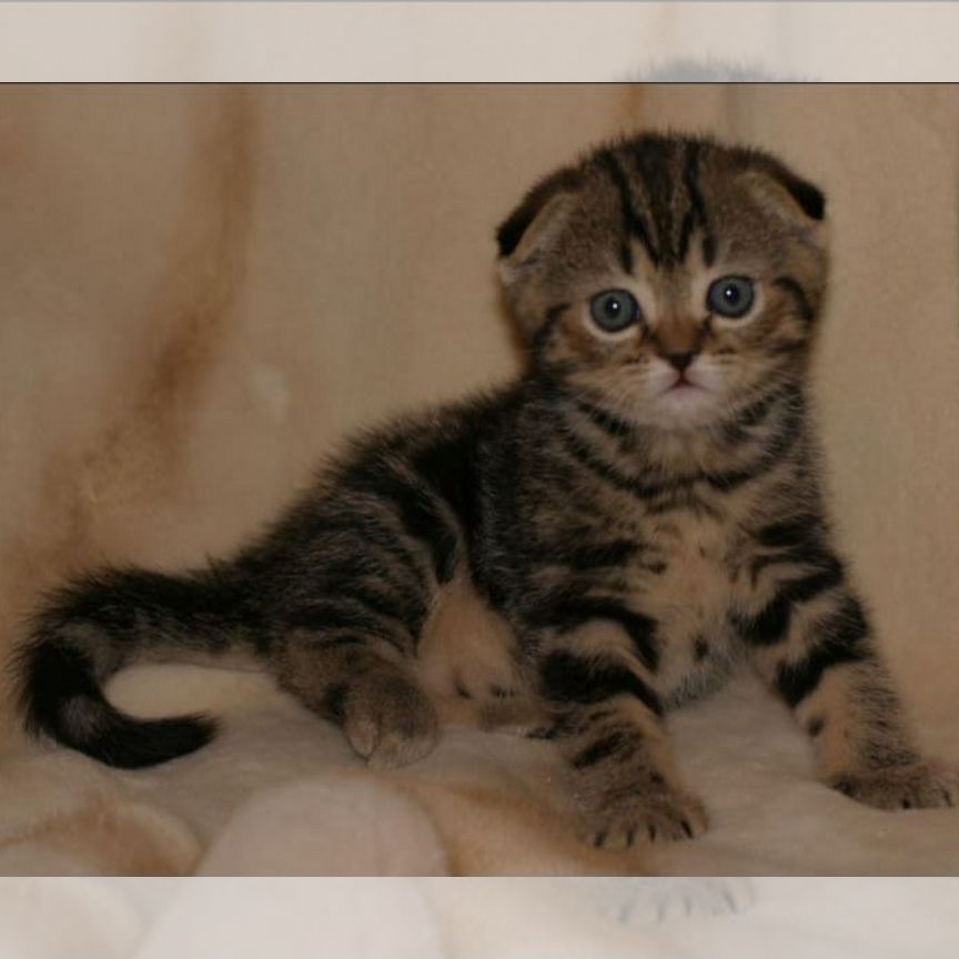 Шотландский вислоухий котик