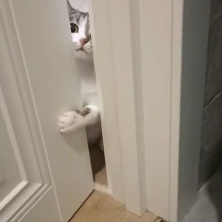 Это я, Ваше Счастье