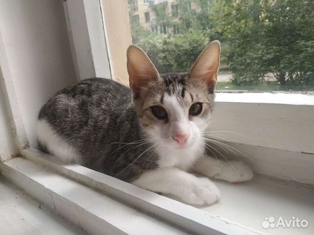 Маленький ласковый которебёнок. Котенок