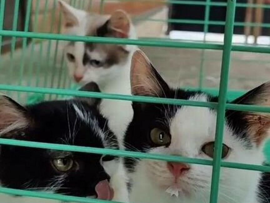 Котята в добрые руки