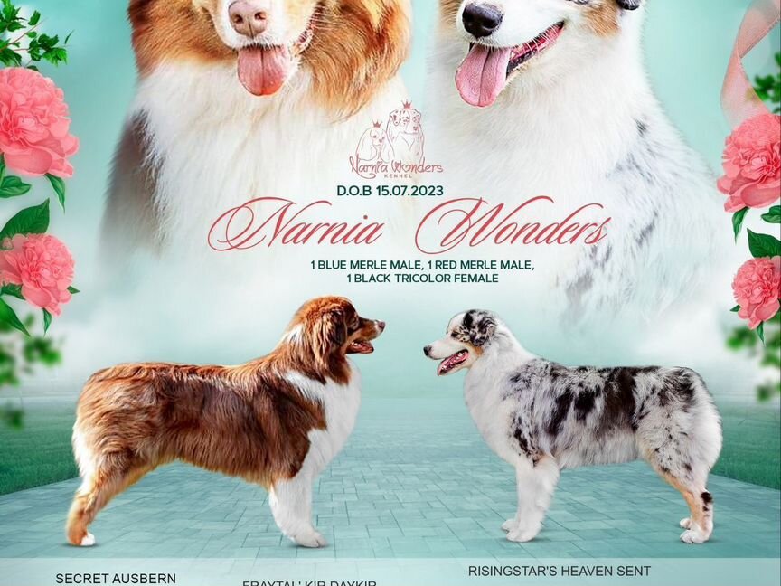 Щенок аусси, австралийская овчарка