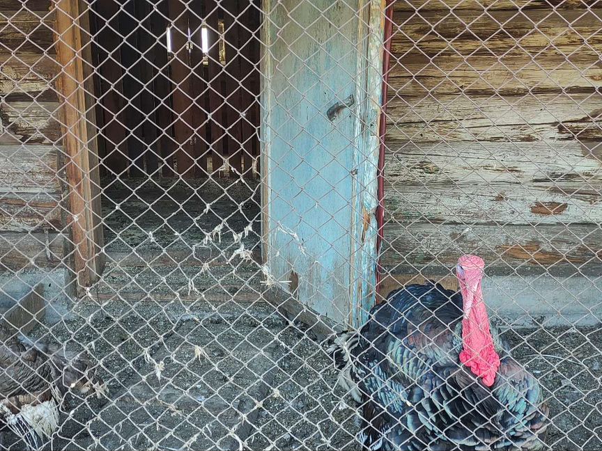 Гуси, утки, индюки