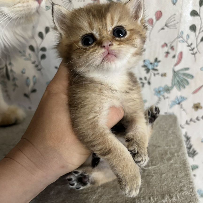 Британские котятки