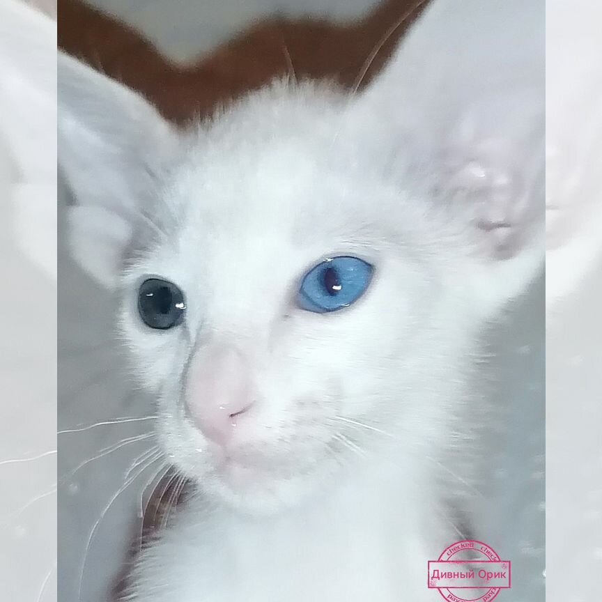 Ориентальные котята обмен