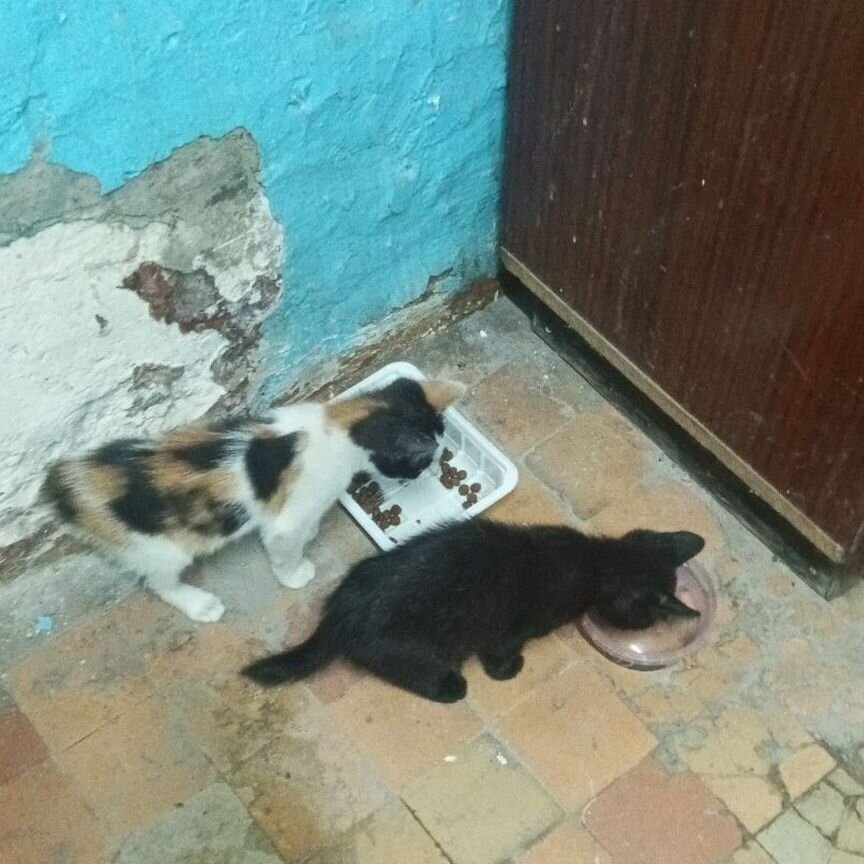 Отдам даром бесплатно животные