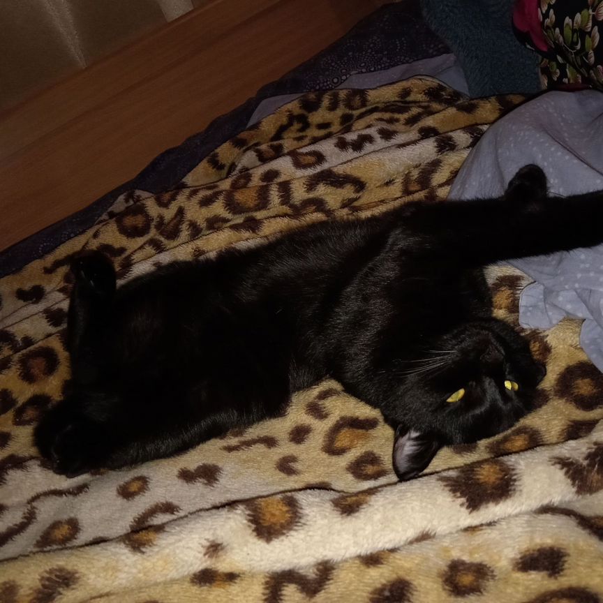 Котик бобтейл чёрный ищет подружку