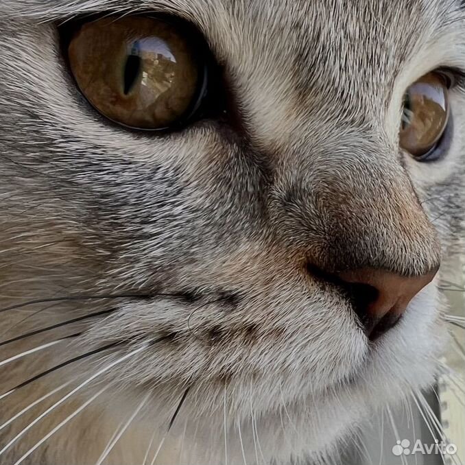 Котенок золотисто-серебристая шиншилла / британец