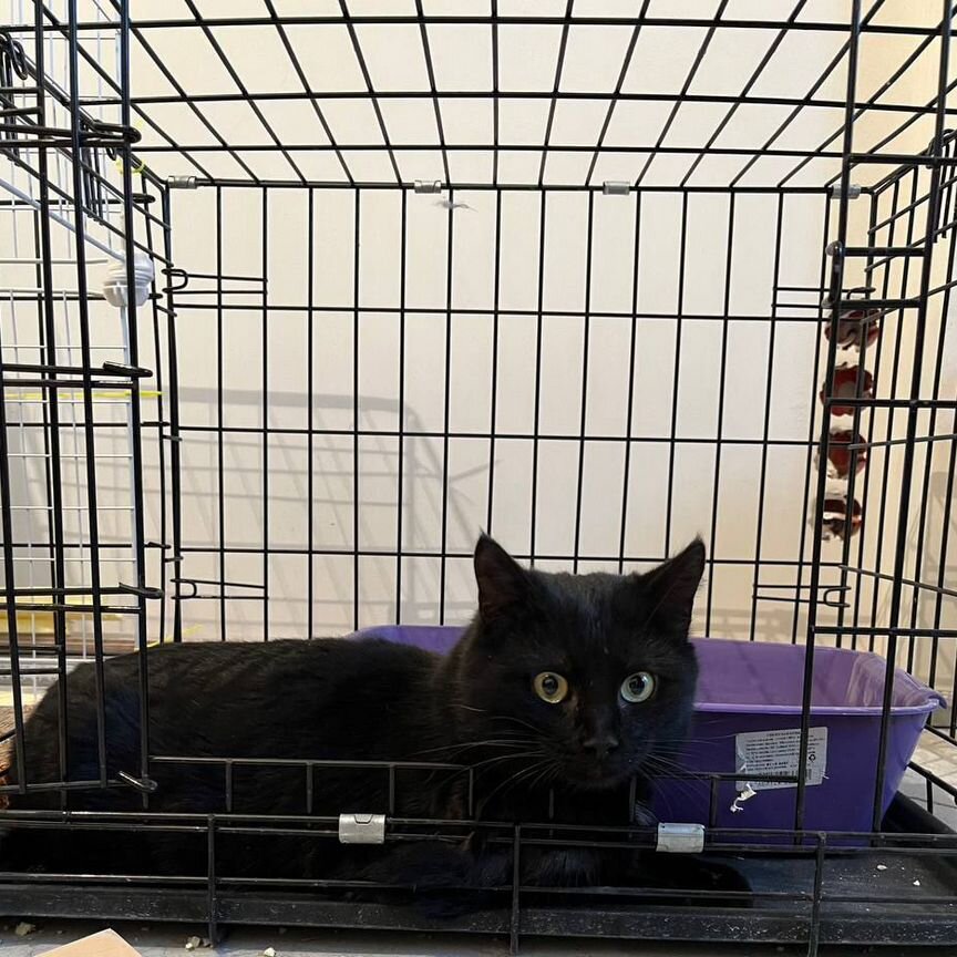 Чёрный кот в самые заботливые руки