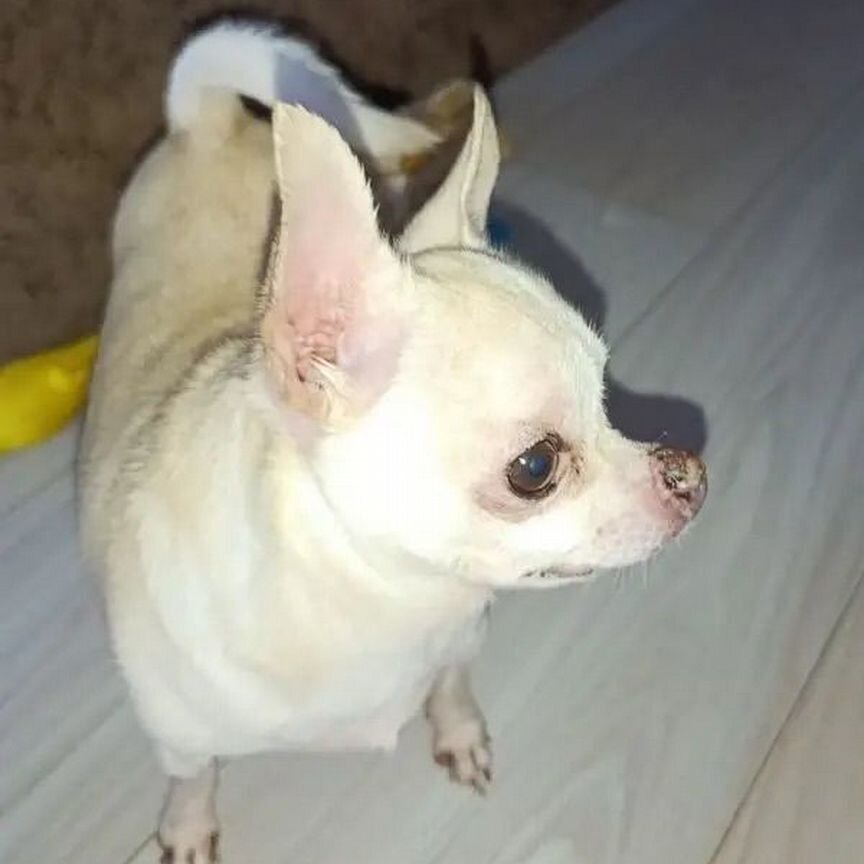 Чихуахуа, взрослый пёс