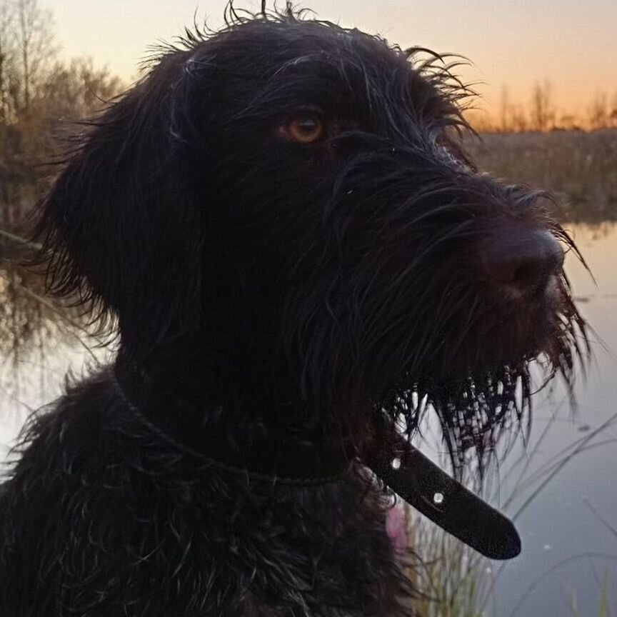 Дратхаар обученный