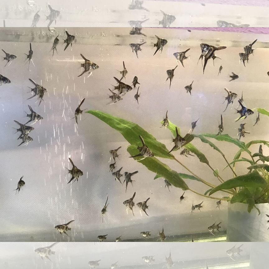 Скалярии молодые