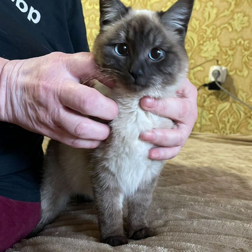 Сиамский котенок в семью