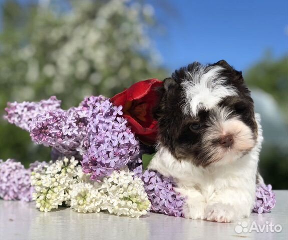 Бивер йорк, шоколадный йорк, бивер