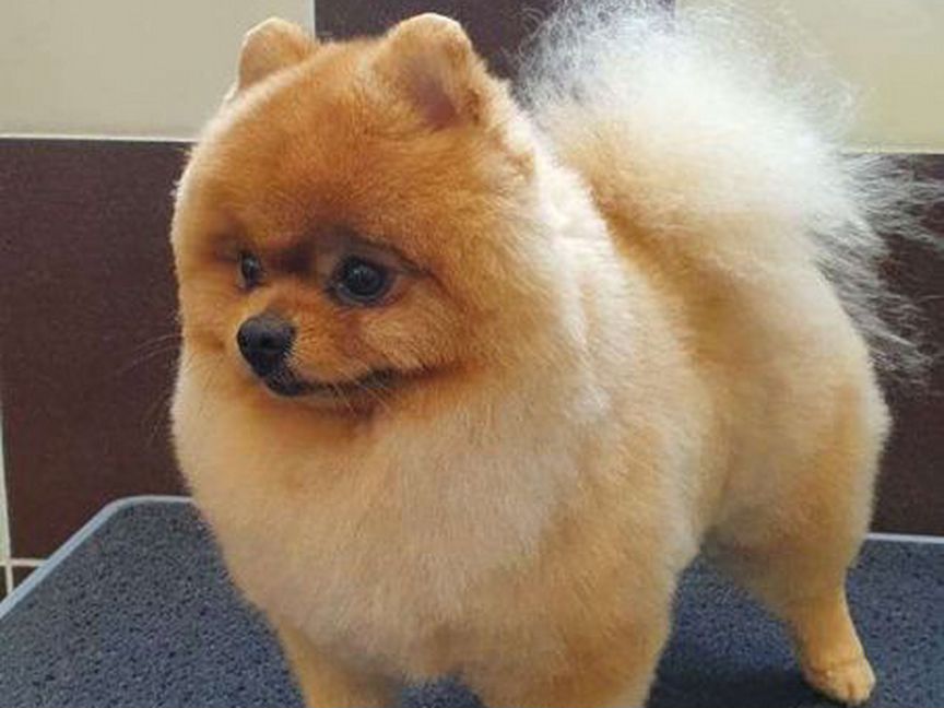 Вязка Померанский шпиц, 3 года