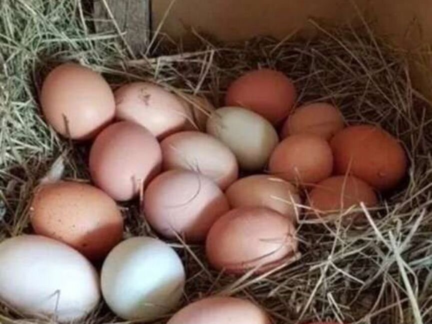 Цыплята несушки выведу