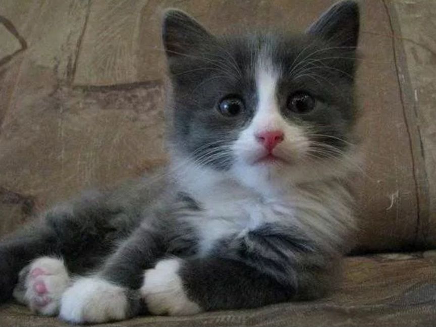 Котенок девочка в добрые руки