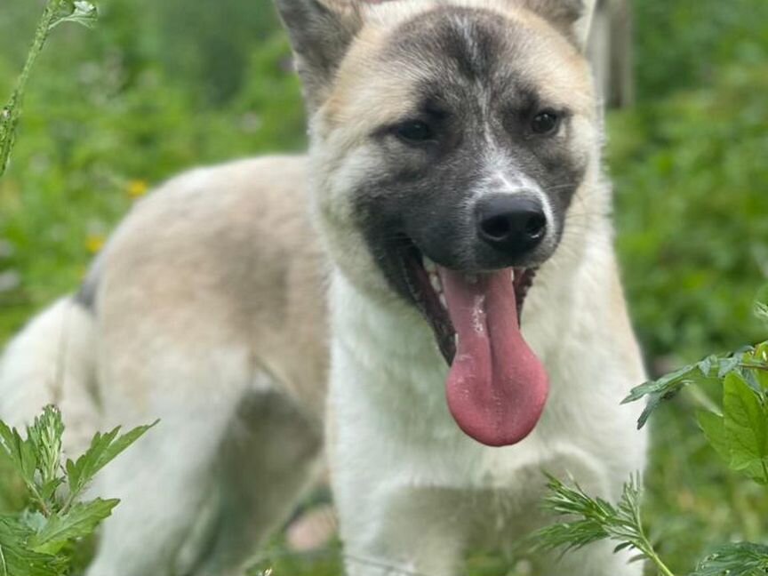 Собаки в дар