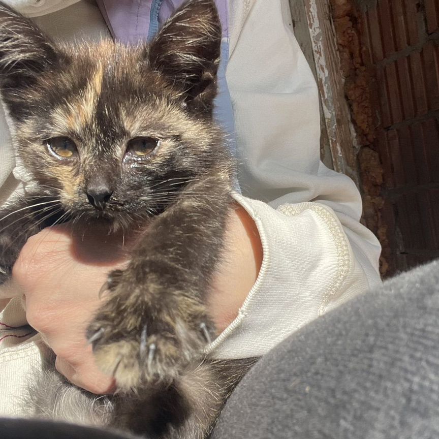 Котенок чертенок