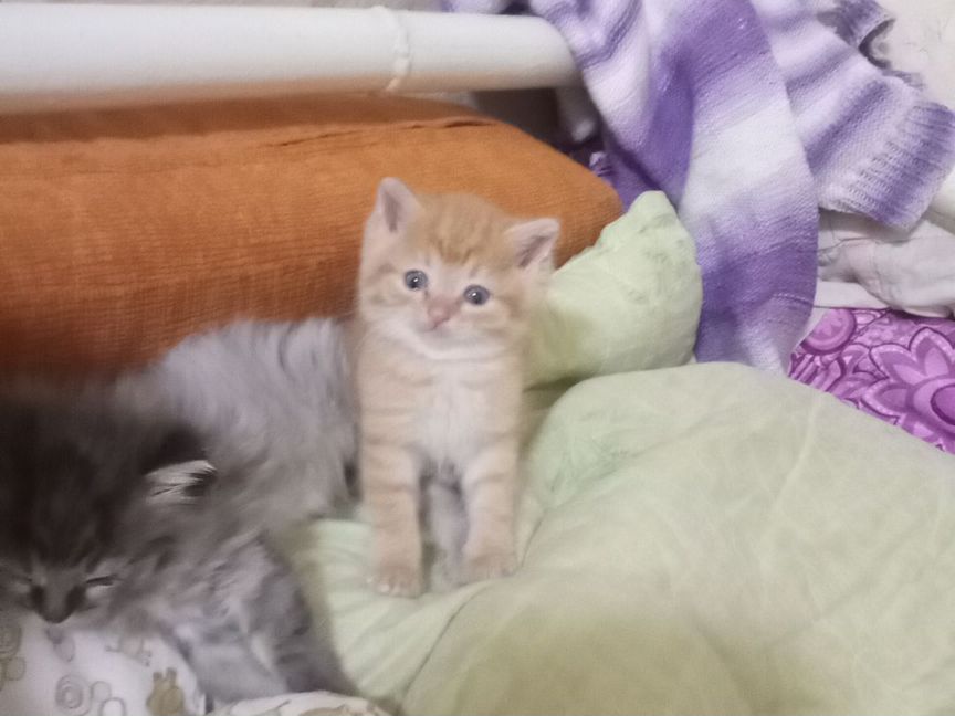 Котёнок в добрые руки