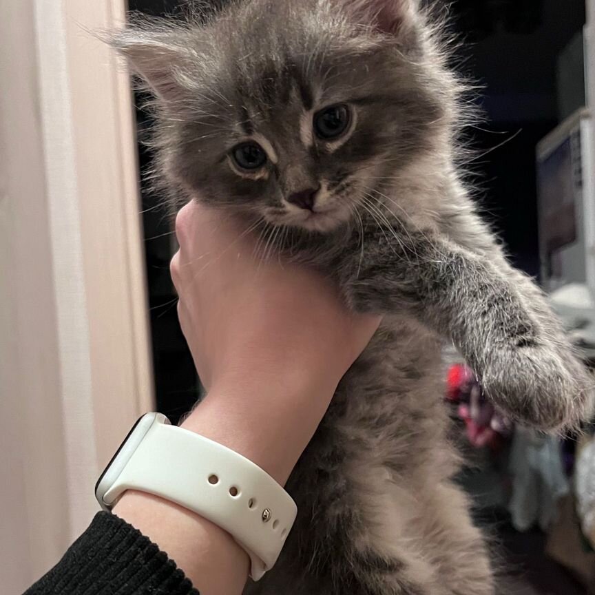 Котята в добрые руки бесплатно