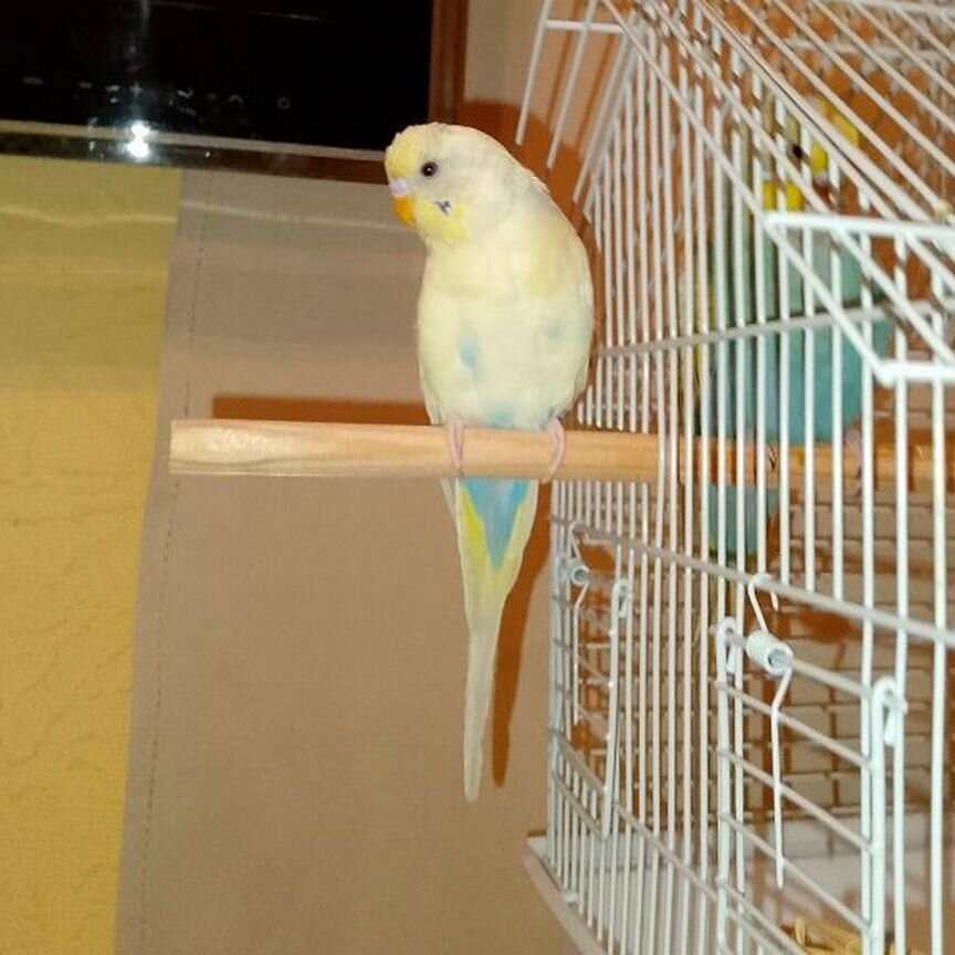 Волнистый попугай самка